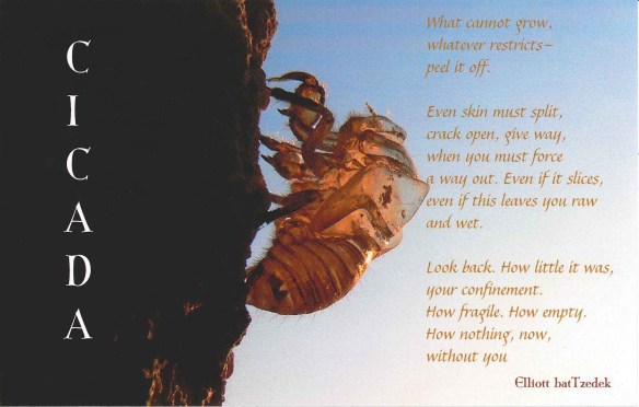 “Cicada” Poem Card | This Frenzy